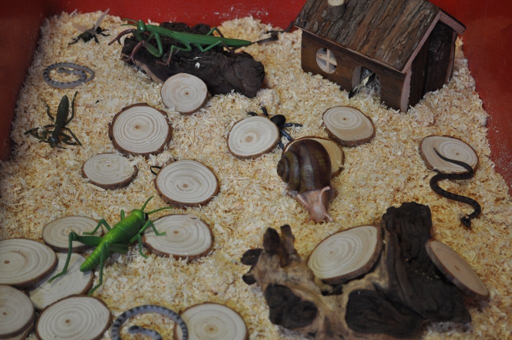 Creating A Bug Hunt - Early Years Careers